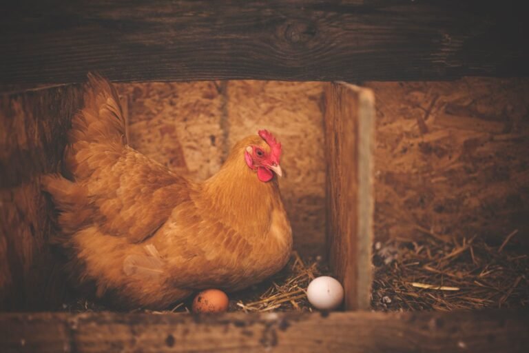 Dealing With Broody Hens - Beginners Guide To Backyard Chicken Coops